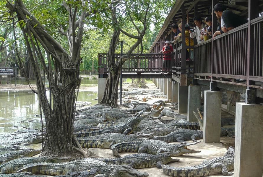 Crocodile Farm & Elephant Show in Bangkok | Book @ 30% Off